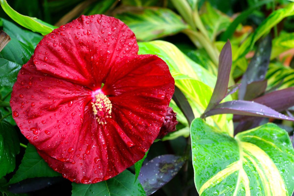 Alex’s Gardening Adventures | ALEX CALAMIA