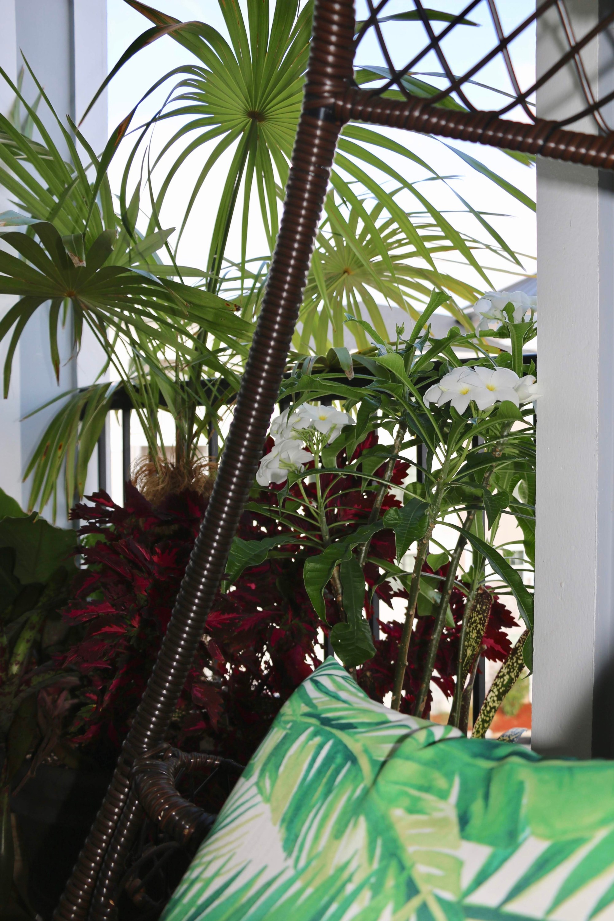 Alex’s Gardening Adventures | ALEX CALAMIA