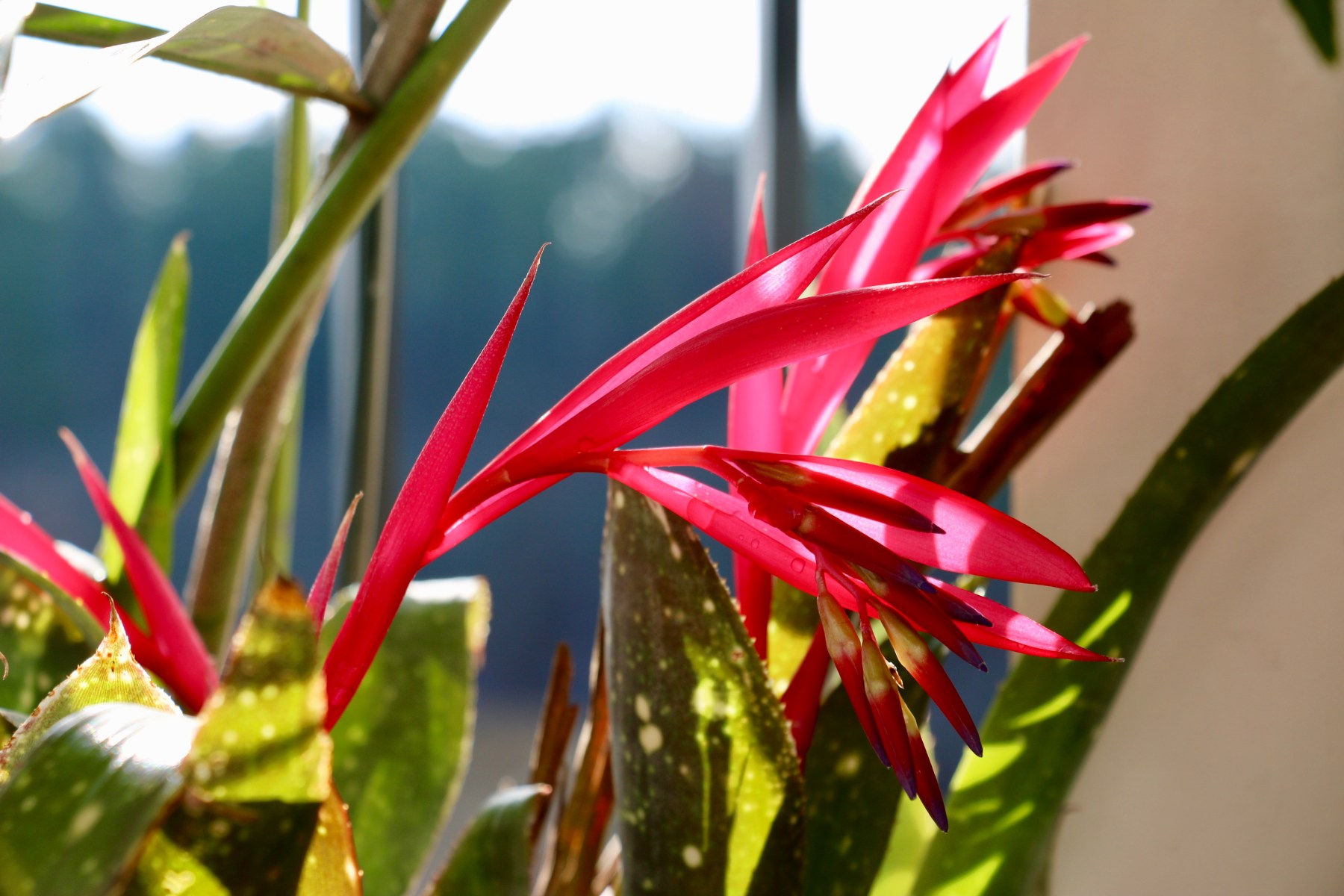 Alex’s Gardening Adventures | ALEX CALAMIA