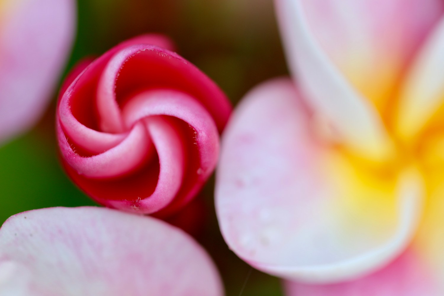 Alex’s Gardening Adventures | ALEX CALAMIA
