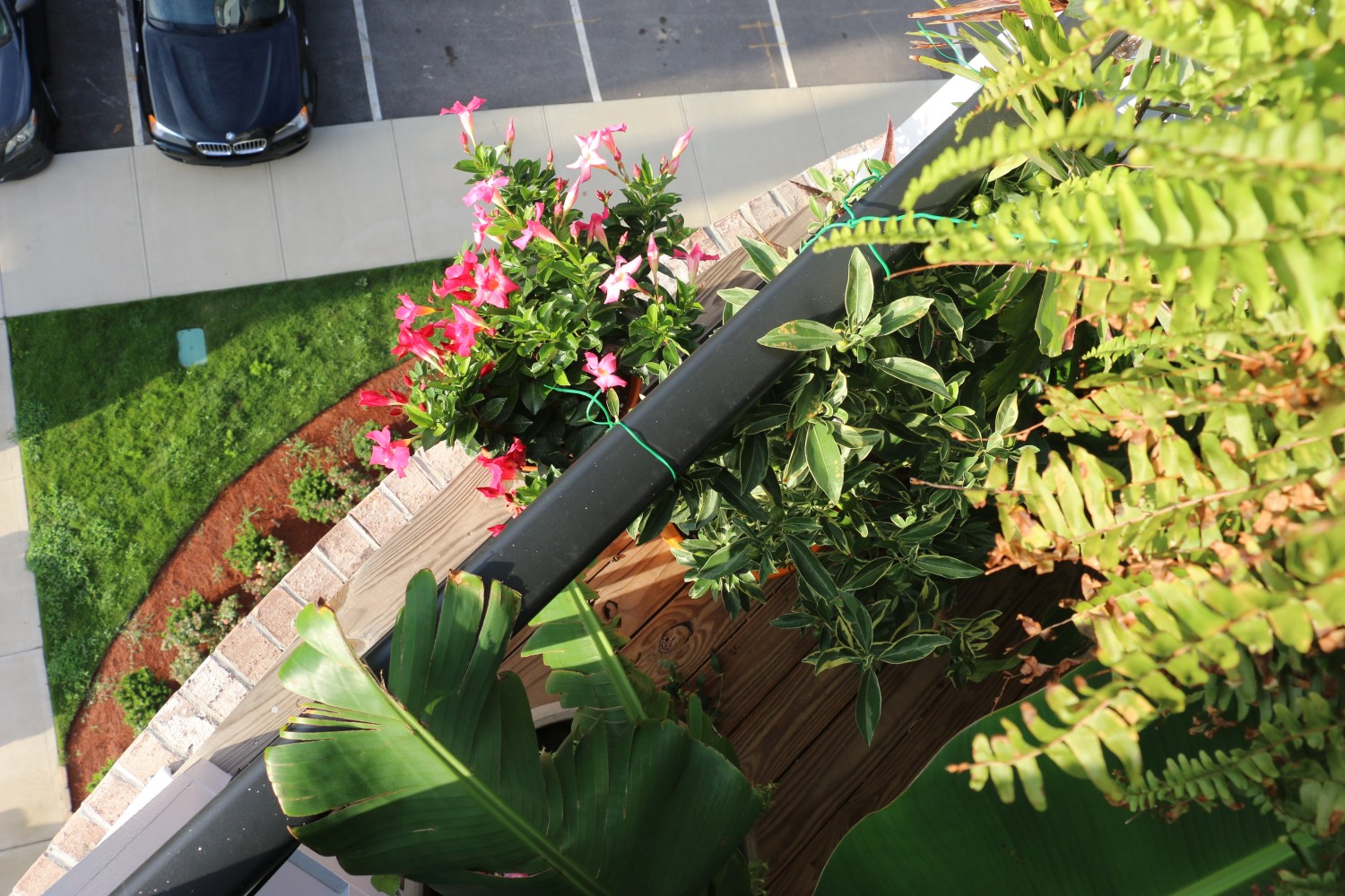 Alex’s Gardening Adventures | ALEX CALAMIA