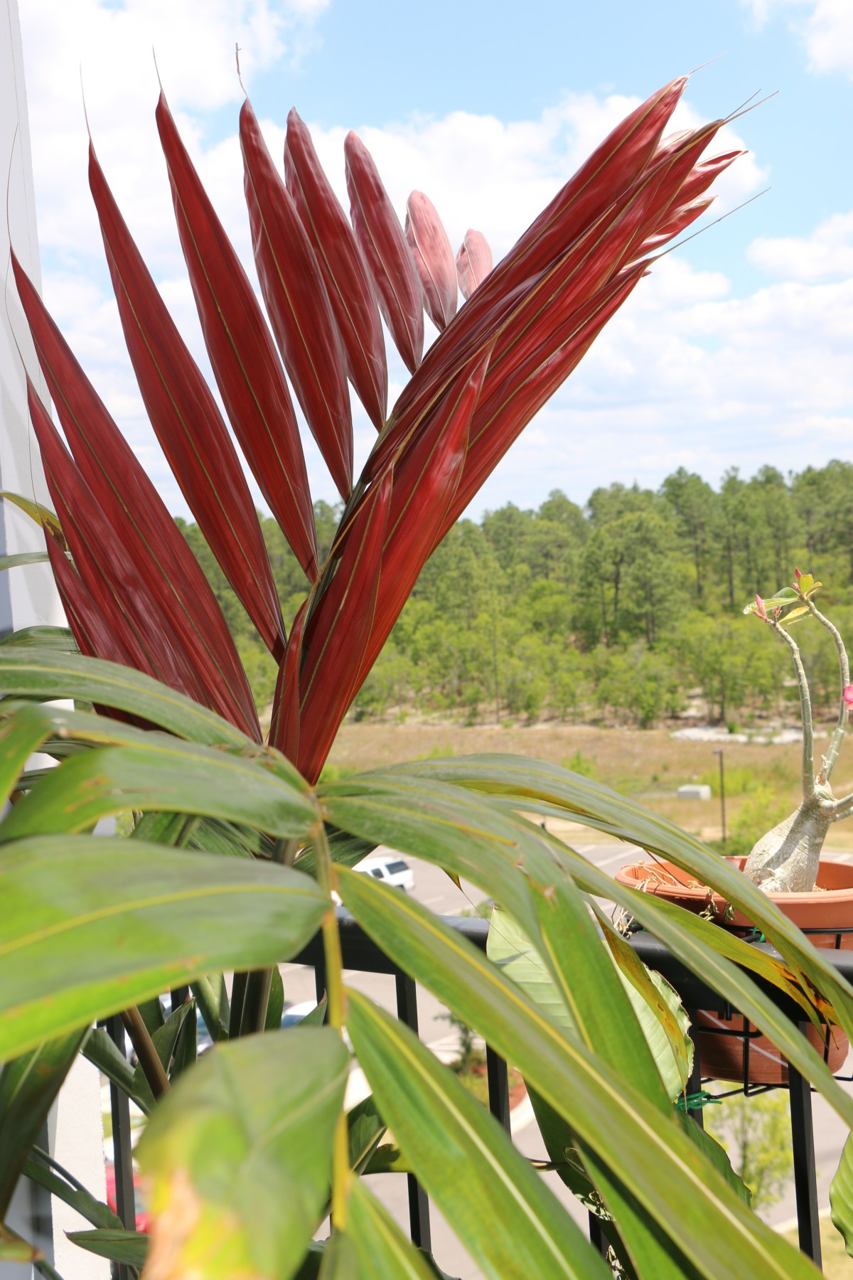 Alex’s Gardening Adventures | ALEX CALAMIA