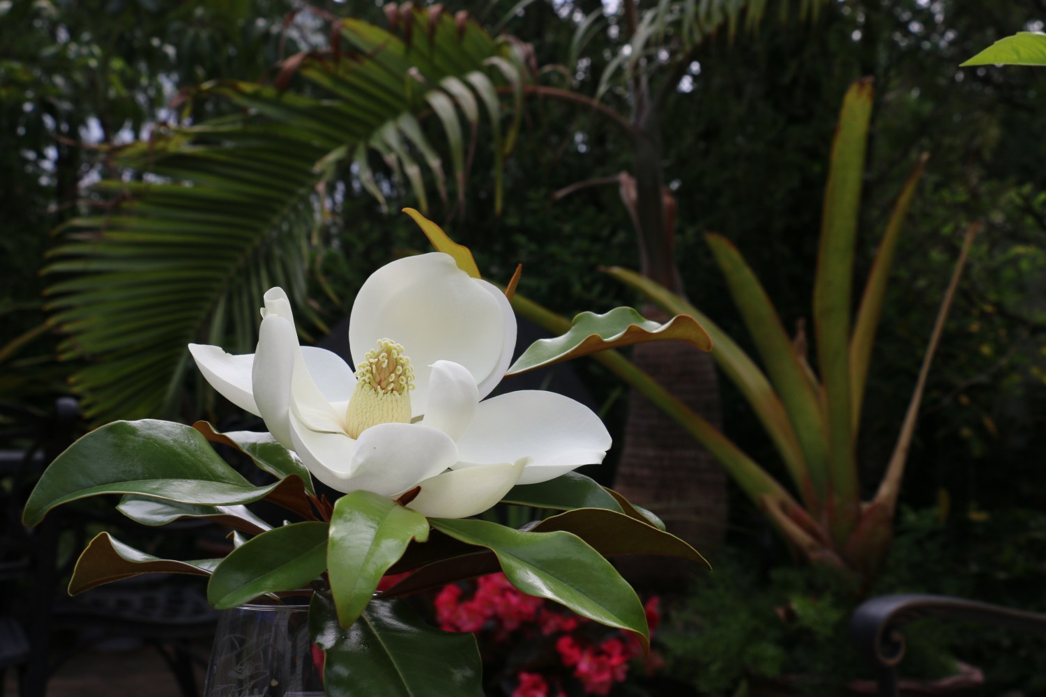 Alex’s Gardening Adventures | ALEX CALAMIA