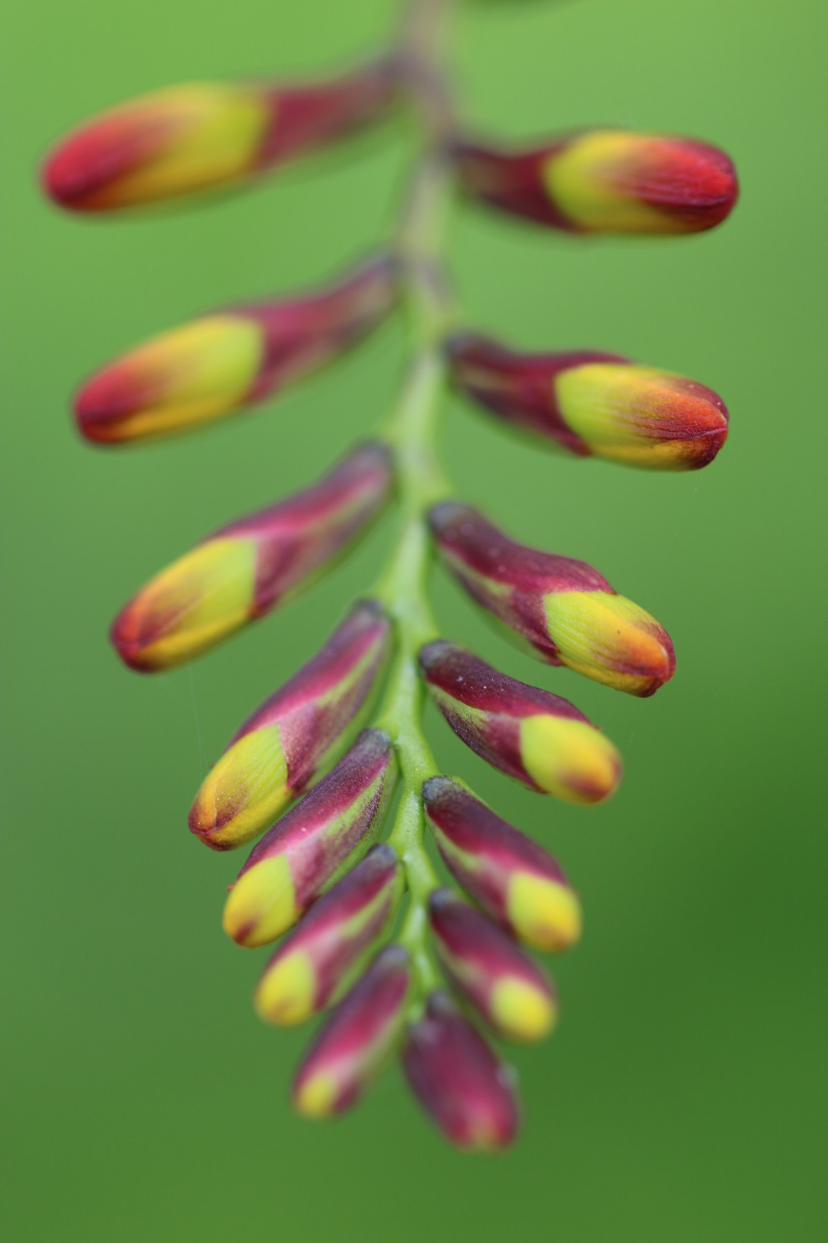 Alex’s Gardening Adventures | ALEX CALAMIA