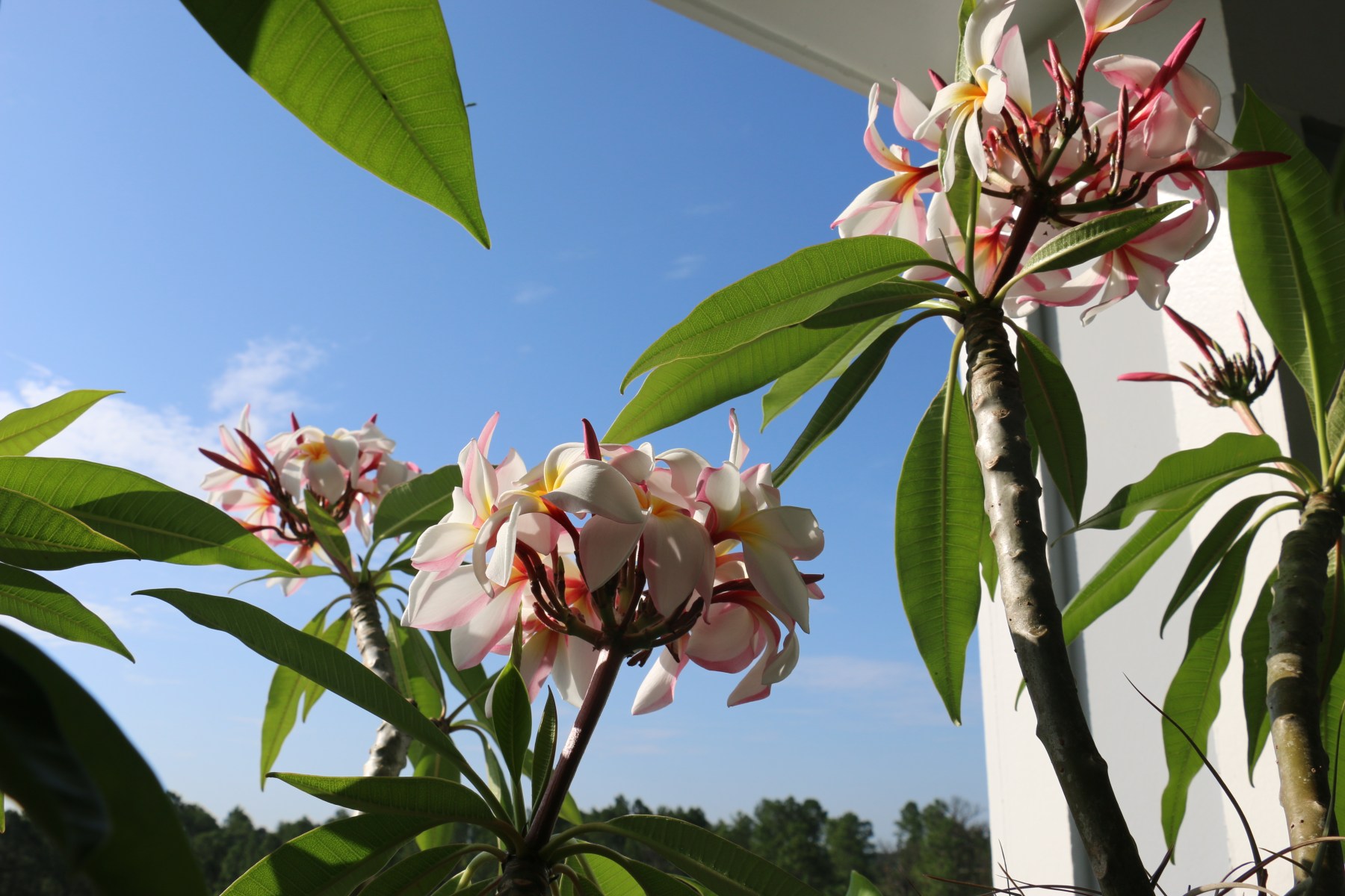 Alex’s Gardening Adventures | ALEX CALAMIA