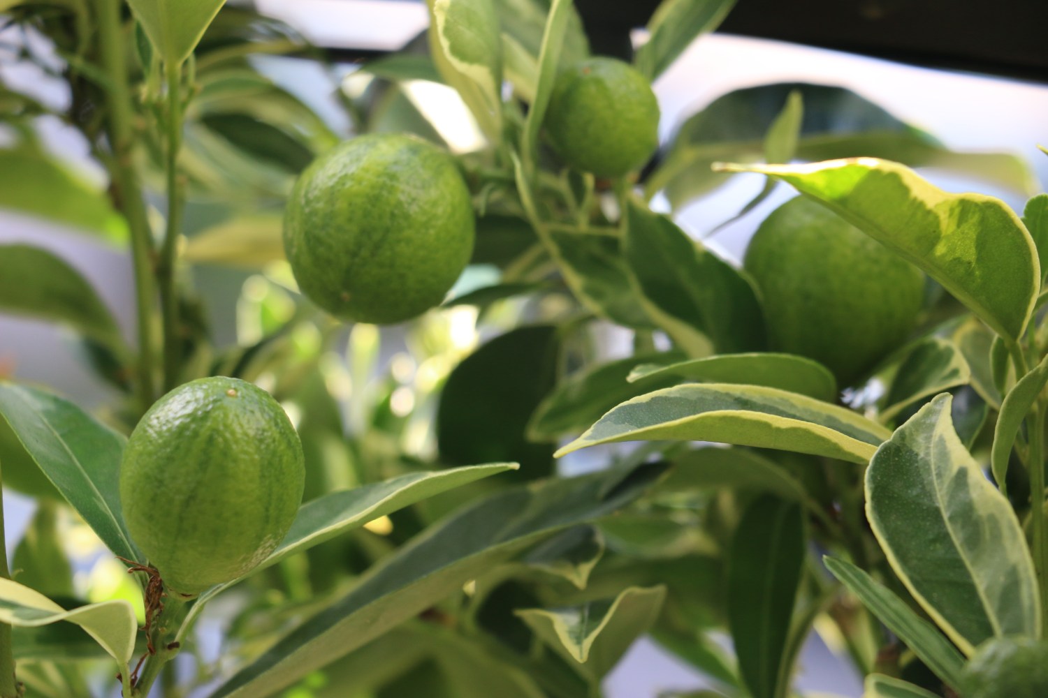Alex’s Gardening Adventures | ALEX CALAMIA
